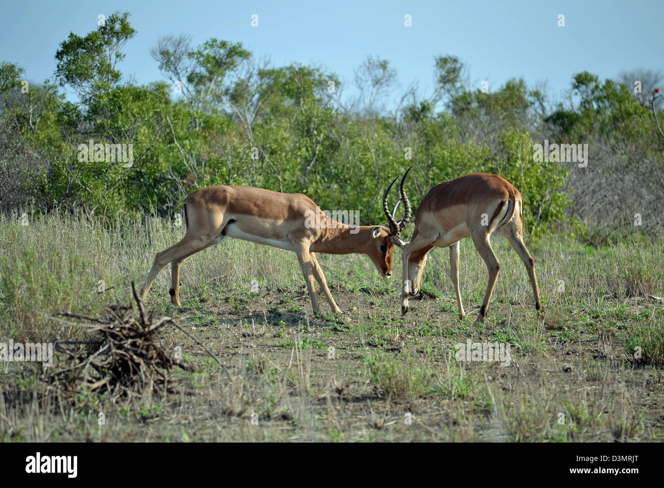 Two male springbok antelopes fighting for territory, Kruger Park, South ...