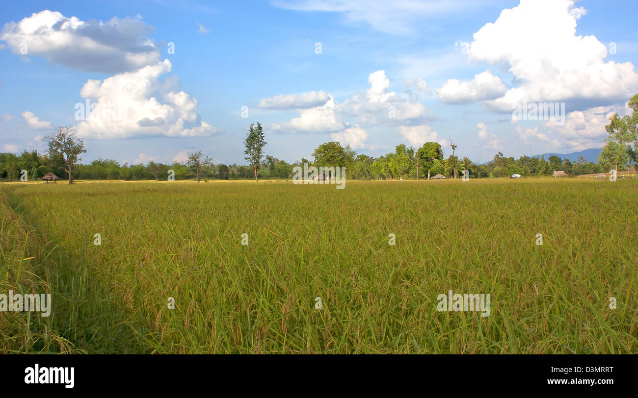 Chiang mai yellow plant hi-res stock photography and images - Alamy
