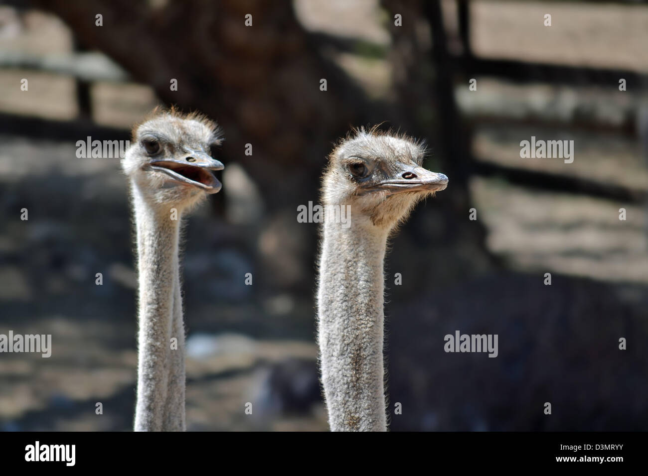 Close up of an ostrich couple Stock Photo - Alamy