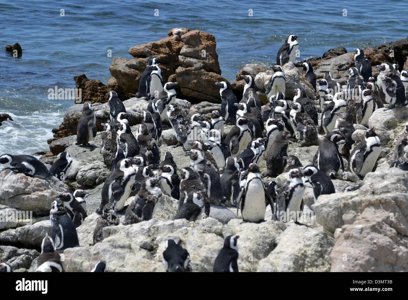 African penguins waddle hi-res stock photography and images - Alamy