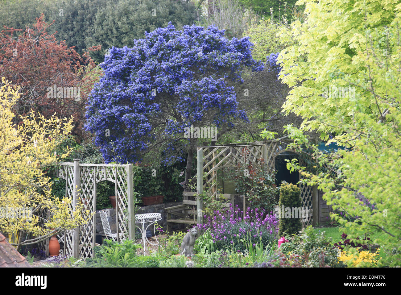 Blue Tree in an English country garden Stock Photo - Alamy