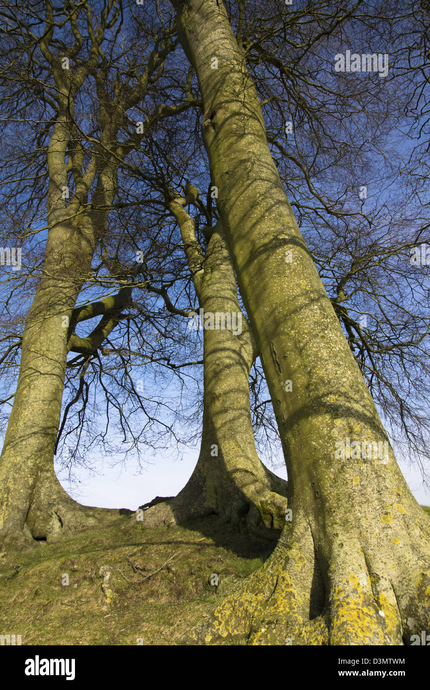 Avebury trees hi-res stock photography and images - Alamy