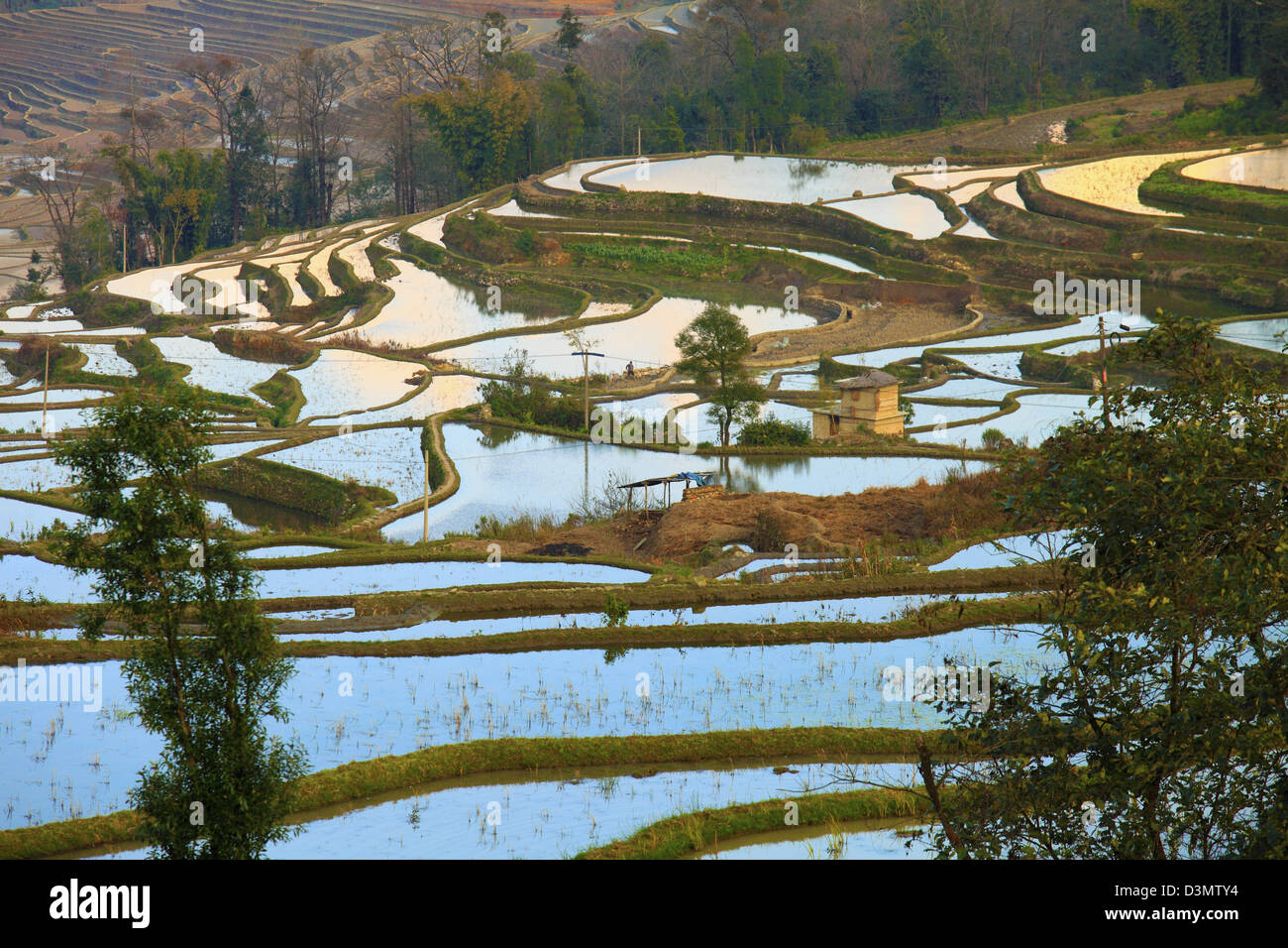 China, Yunnan, Yuanyang, rice terraces Stock Photo - Alamy