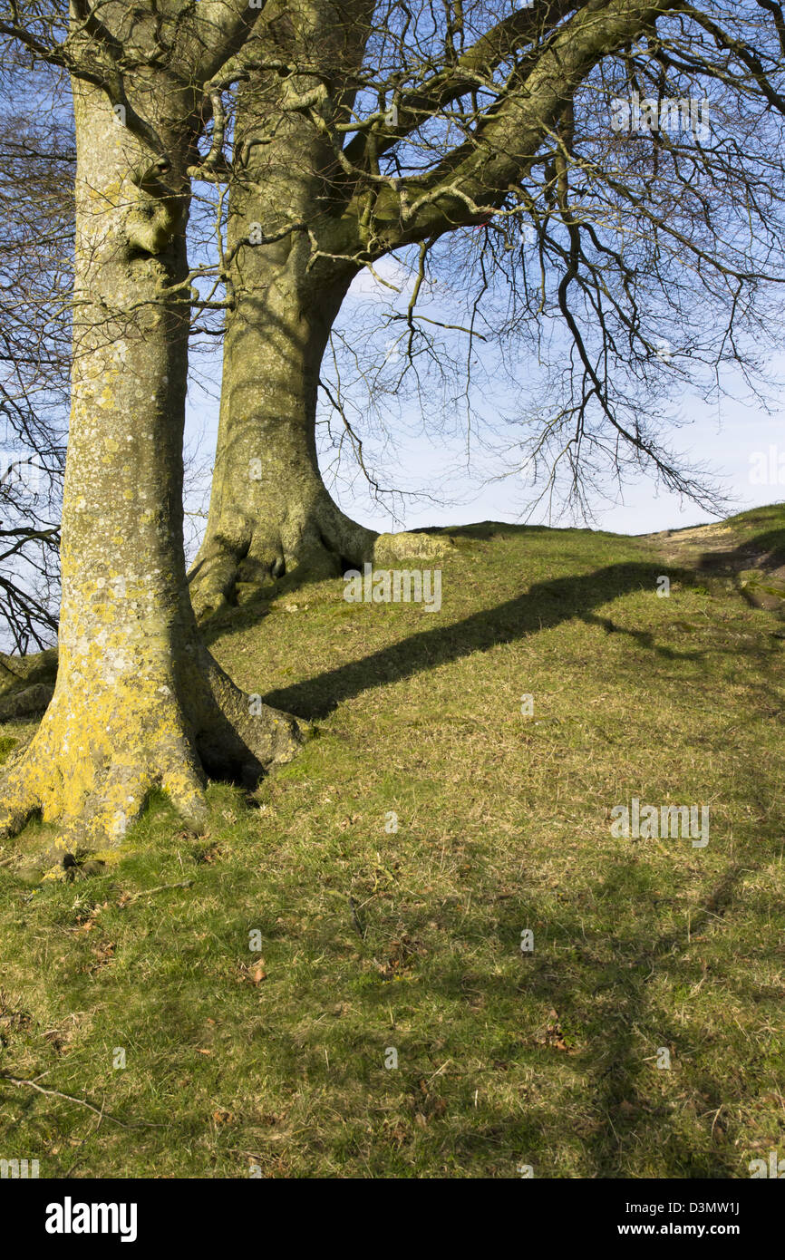 Avebury trees hi-res stock photography and images - Alamy