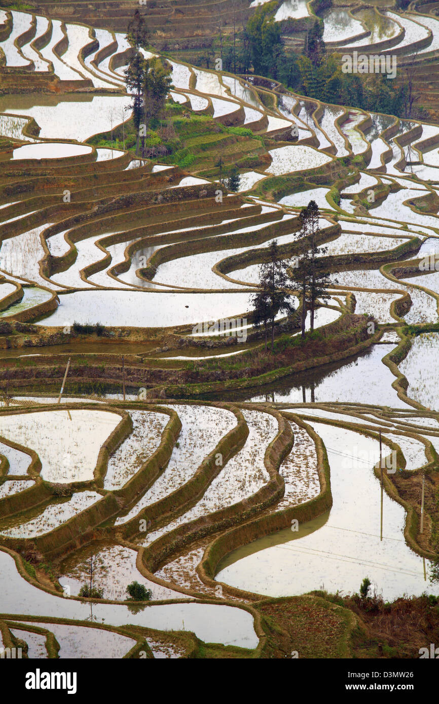 China, Yunnan, Yuanyang, rice terraces Stock Photo - Alamy