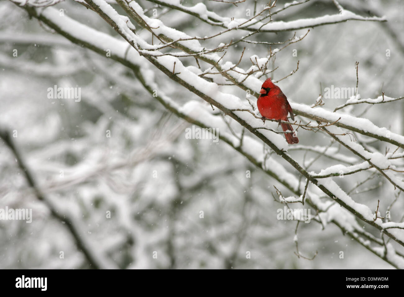 Cardinal in tree hi-res stock photography and images - Alamy