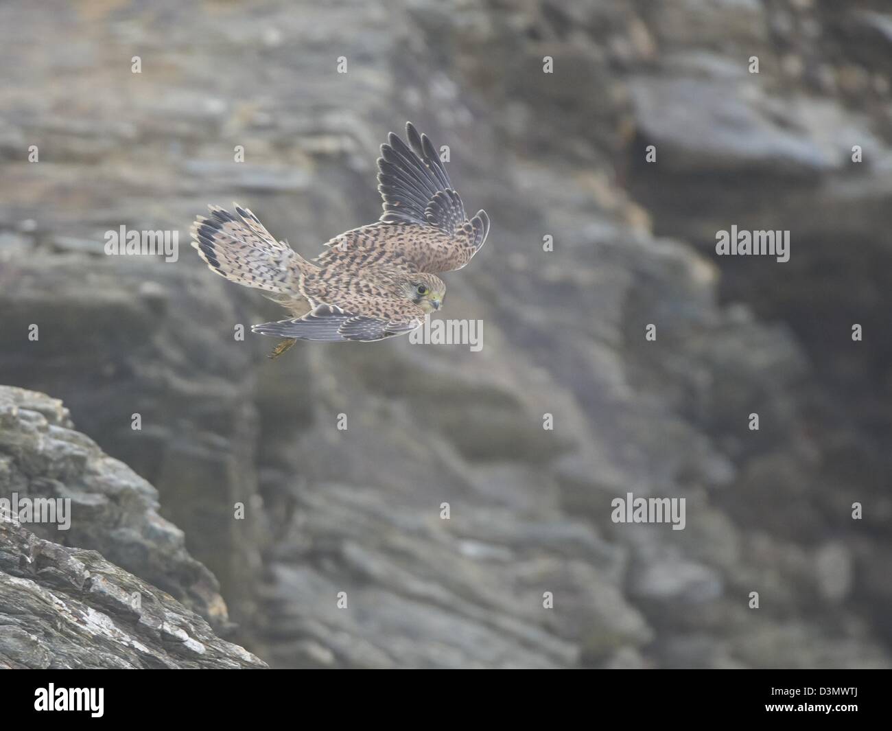 Kestrel in flight Stock Photo - Alamy