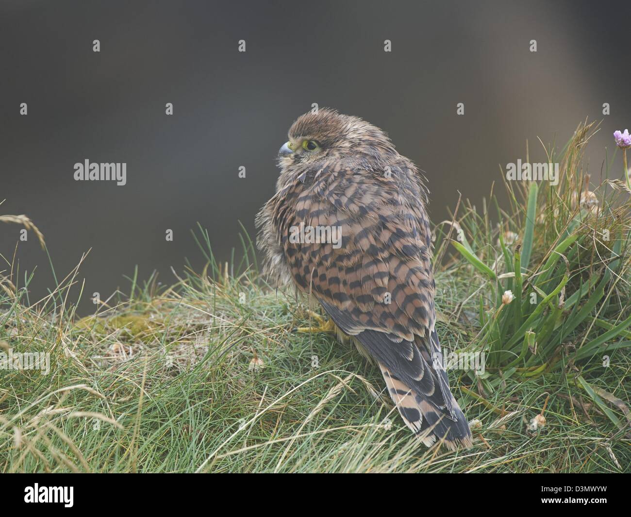 Kestrel sitting on cliff edge Stock Photo - Alamy