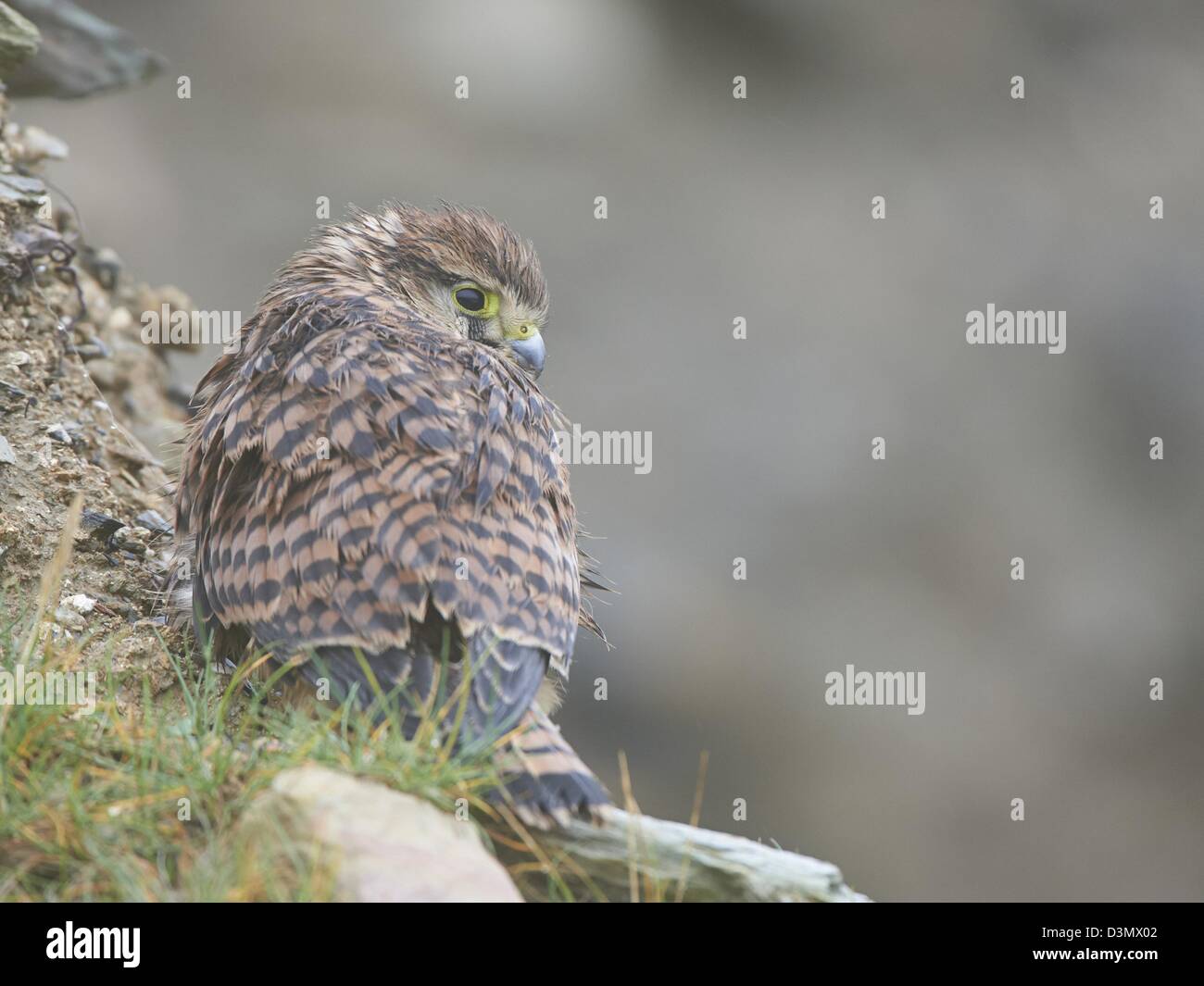 Kestrel sitting on cliff edge Stock Photo - Alamy