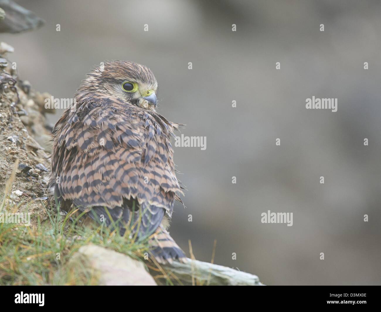 Kestrel sitting on cliff edge Stock Photo - Alamy