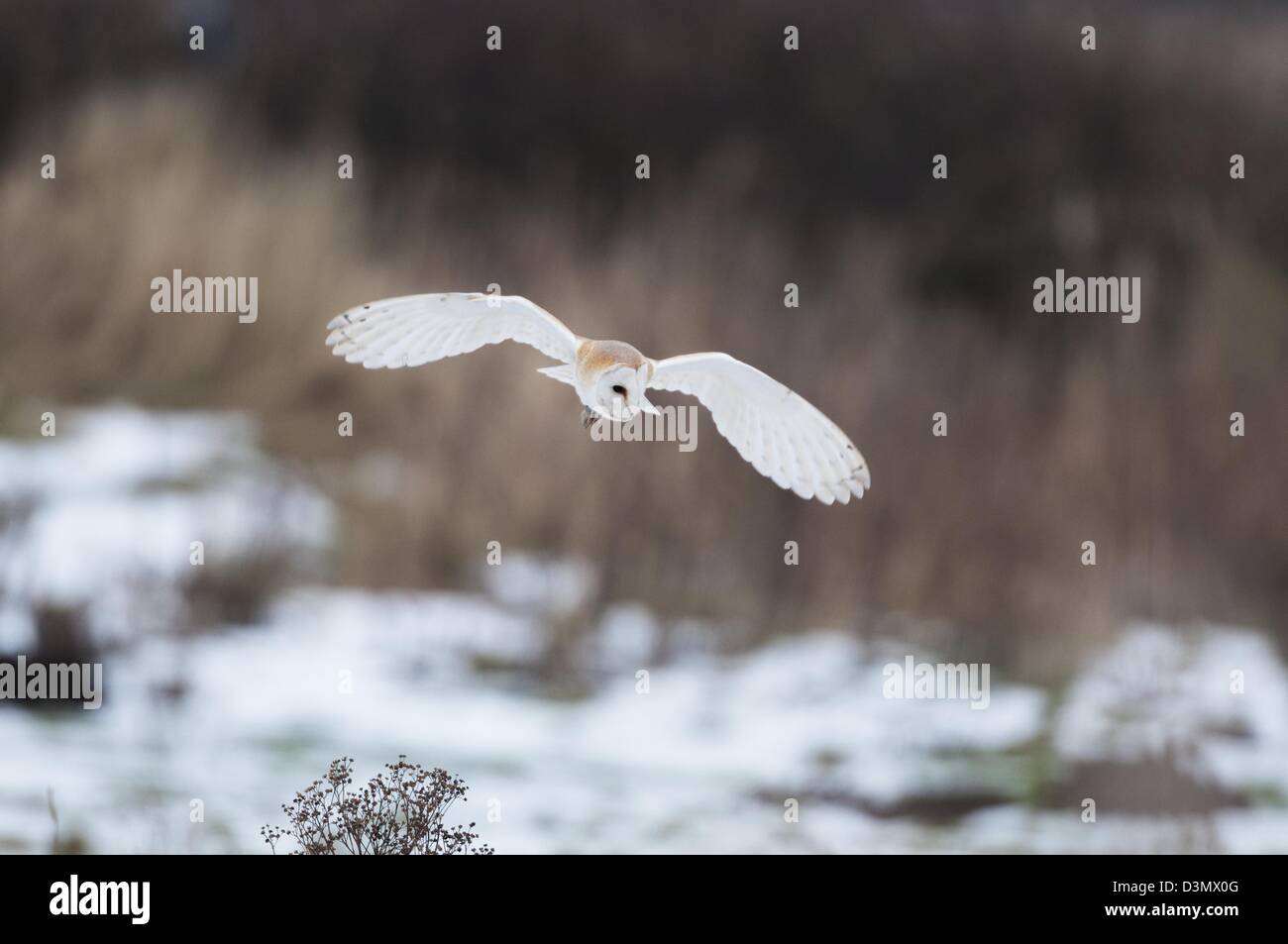 Hunting Barn Owl over snow covered pasture Stock Photo - Alamy