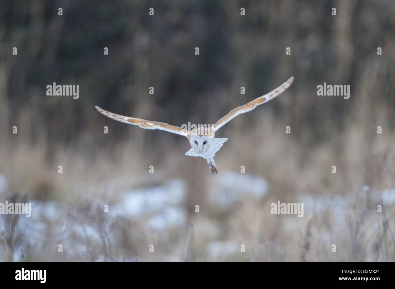 Barn owl snow hi-res stock photography and images - Alamy