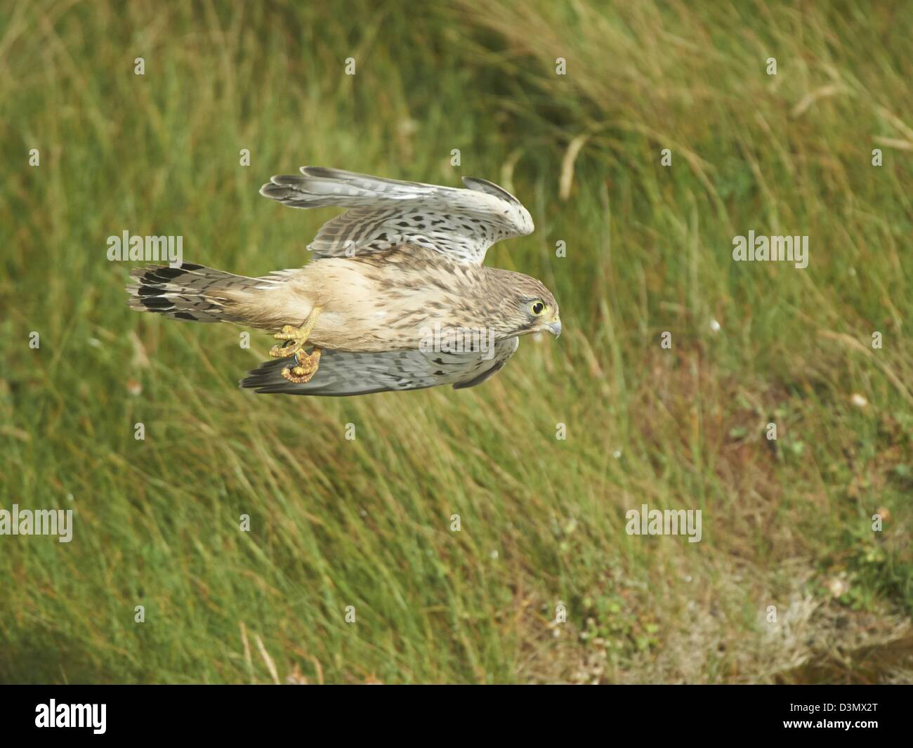 Kestrel in flight Stock Photo - Alamy