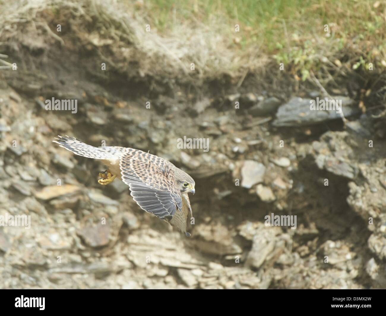 Kestrel in flight Stock Photo - Alamy