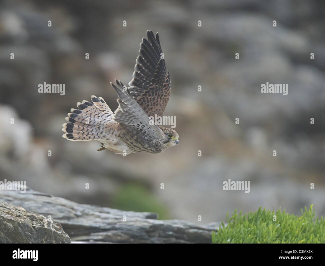 Kestrel in flight Stock Photo - Alamy