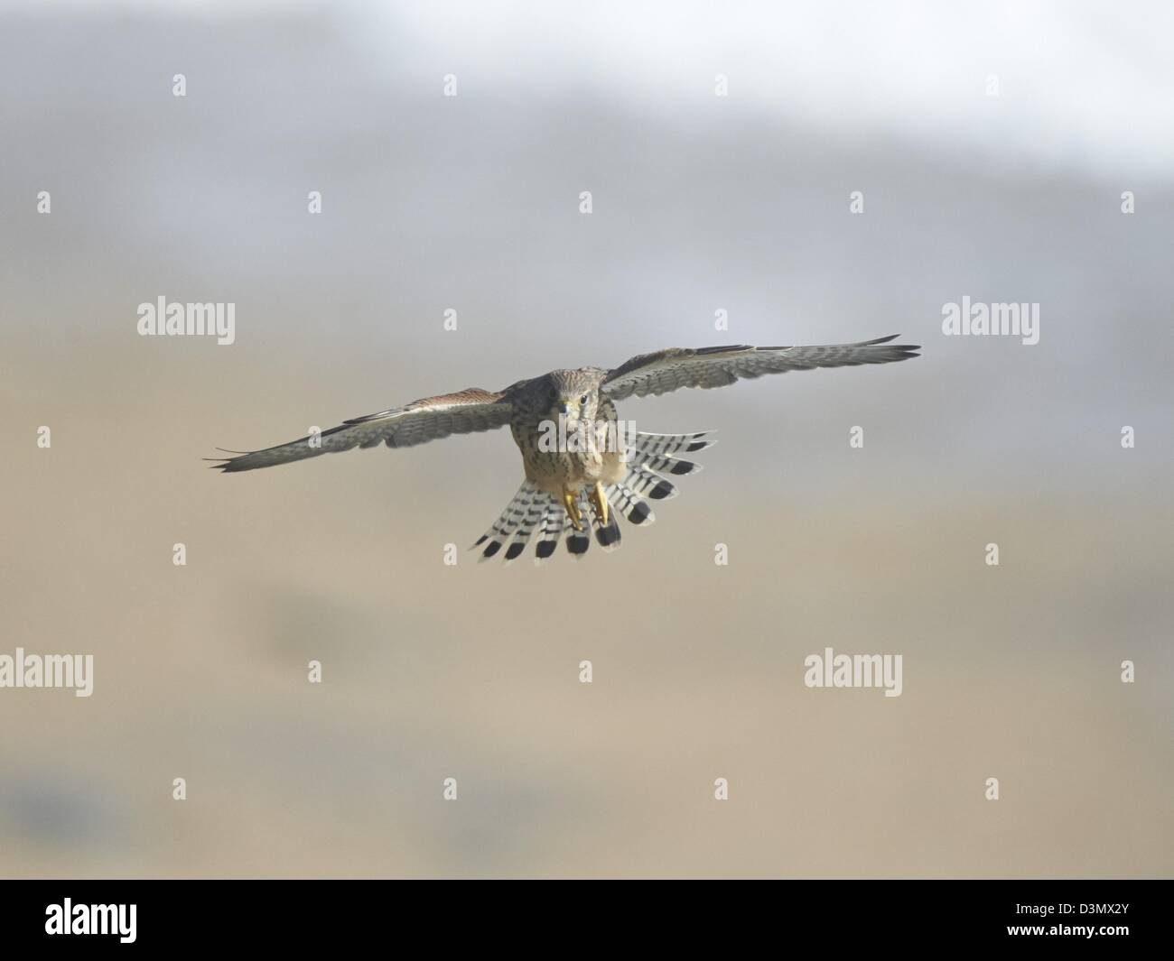 Kestrel in flight Stock Photo - Alamy