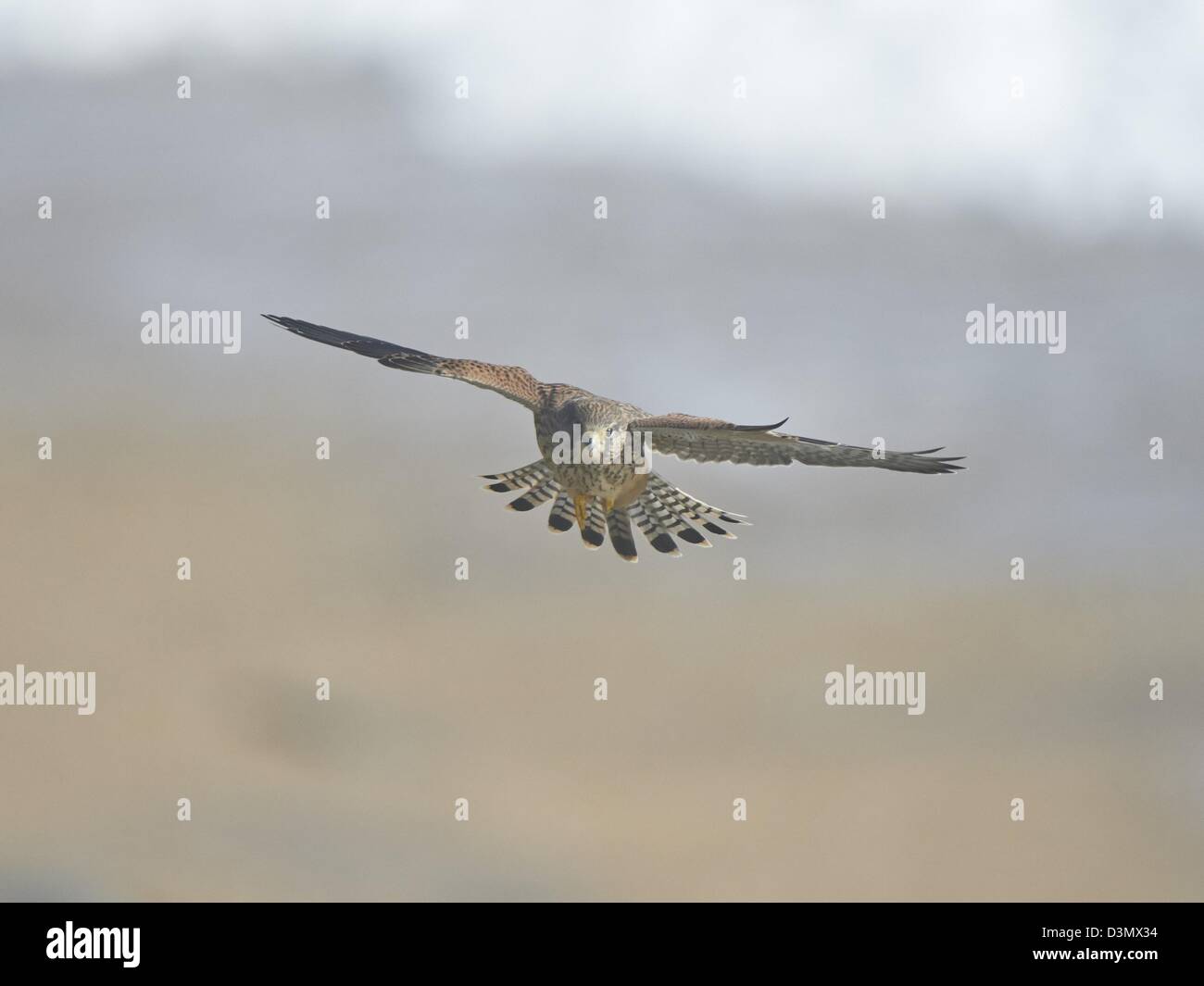 Kestrel in flight Stock Photo - Alamy