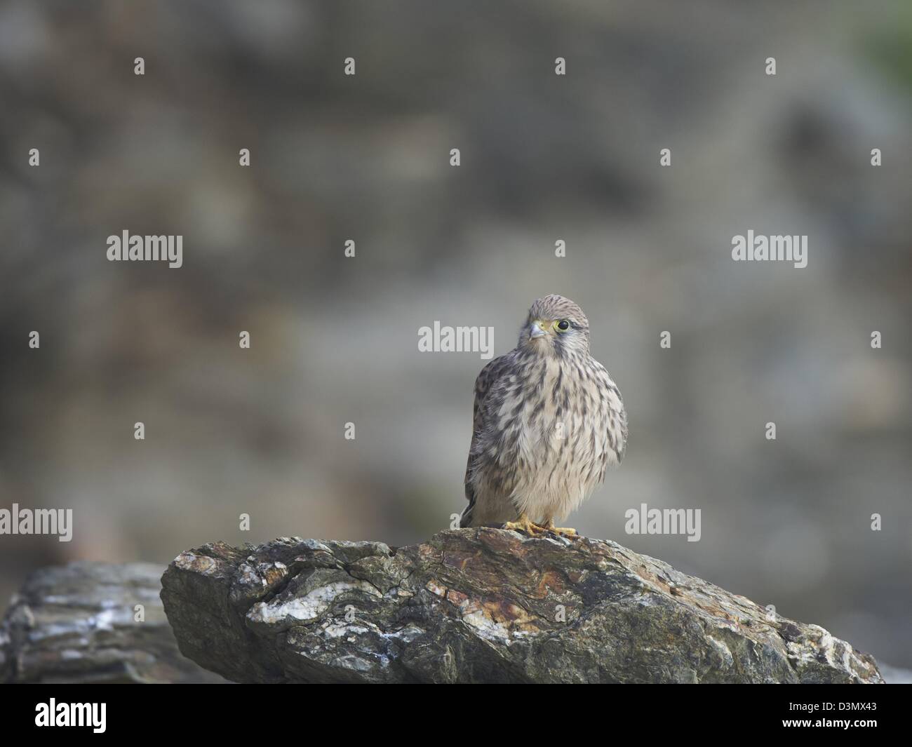 Kestrel in flight Stock Photo - Alamy