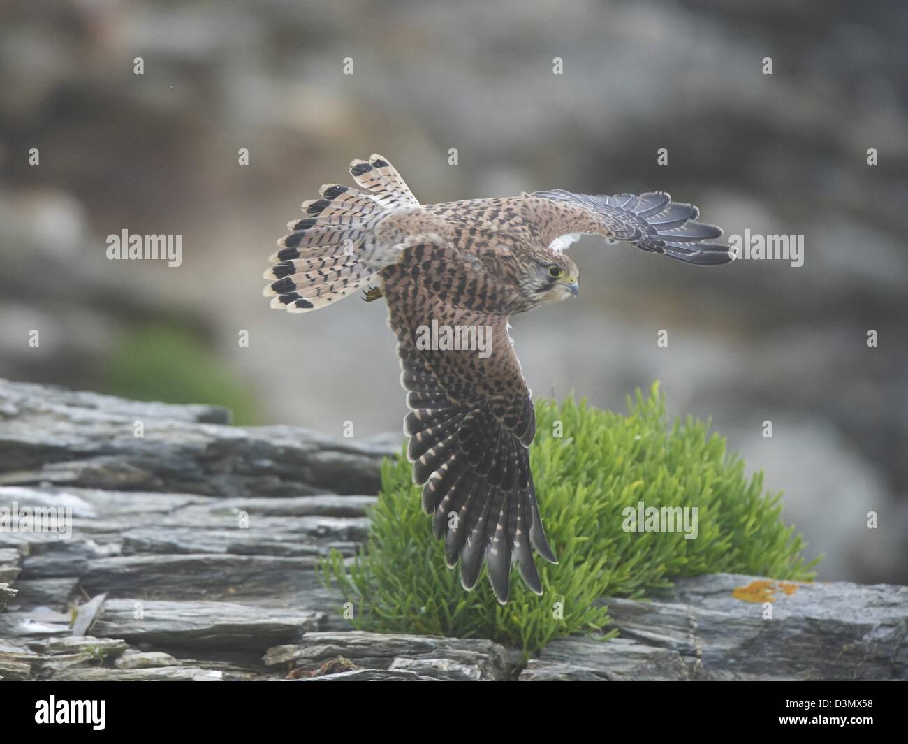 Kestrel in flight Stock Photo - Alamy