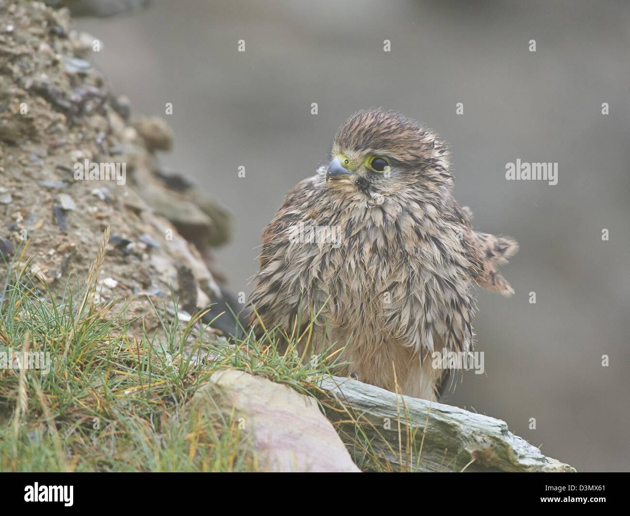 Kestrel sitting on cliff edge Stock Photo - Alamy