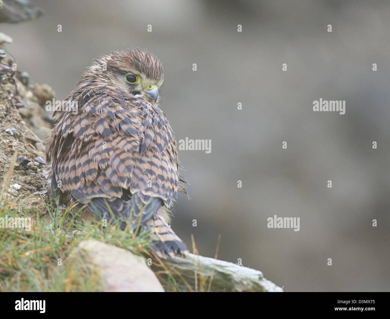 Kestrel sitting on cliff edge Stock Photo - Alamy