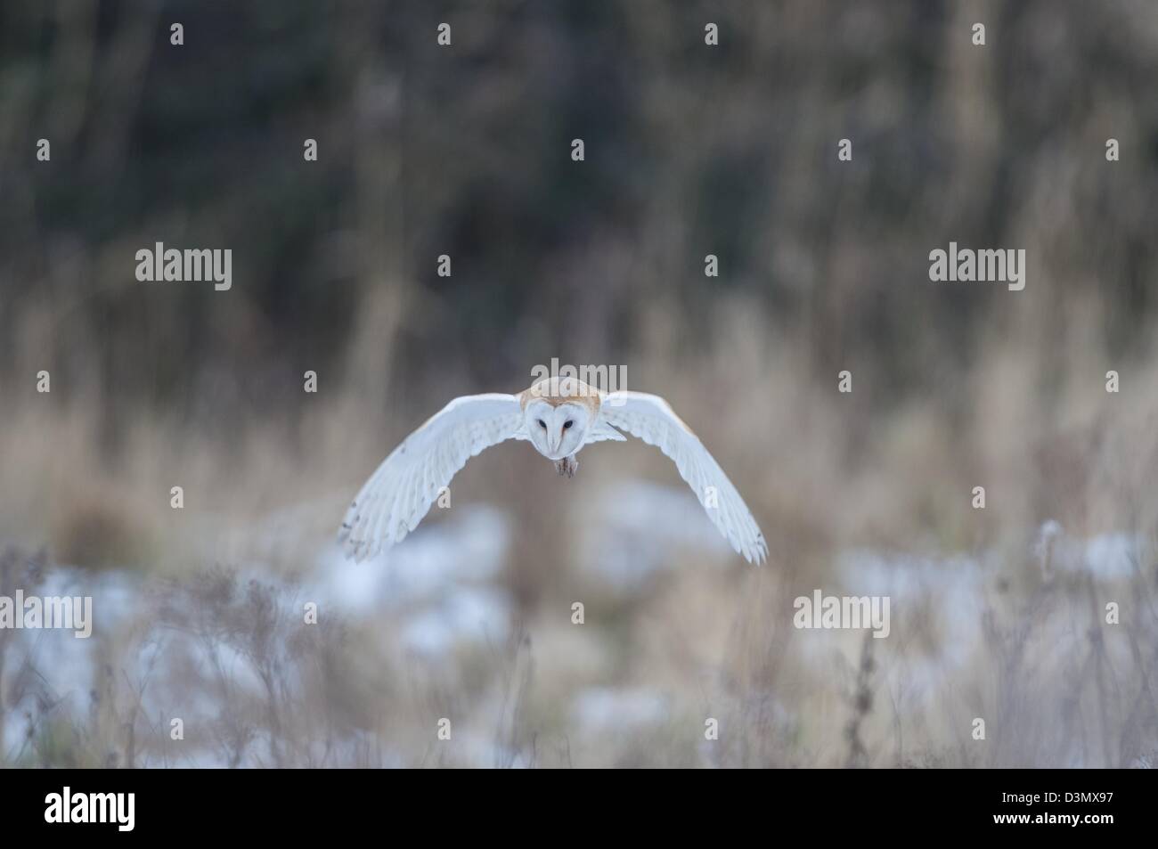 Barn owl snow flying uk hi-res stock photography and images - Alamy