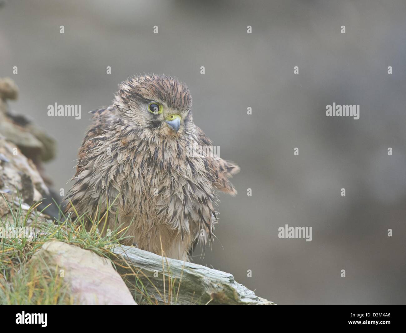 Kestrel sitting on cliff edge Stock Photo - Alamy