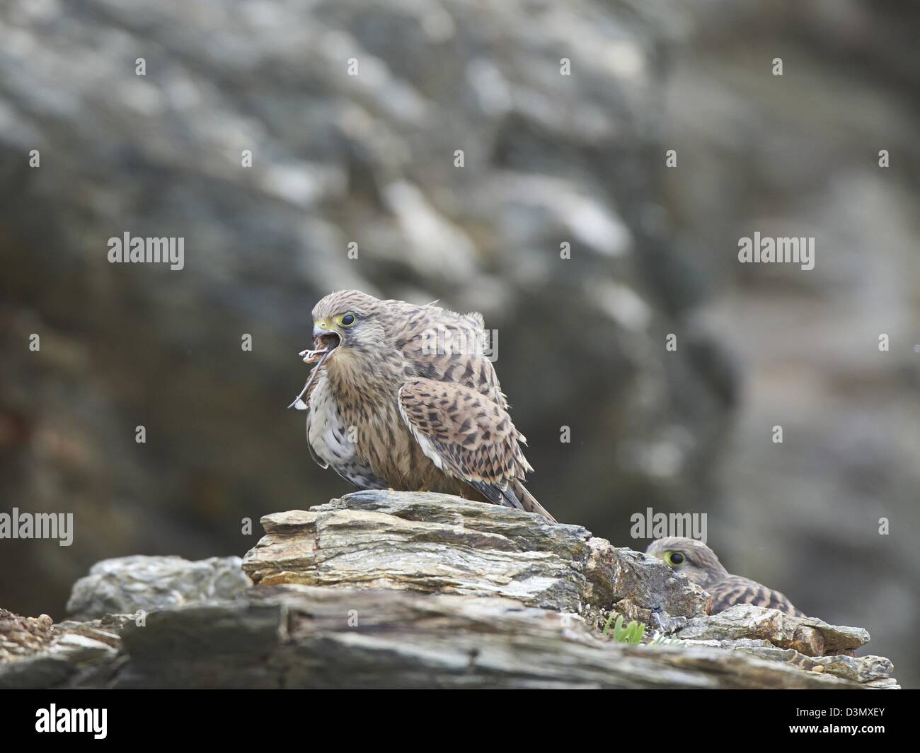 Rodent prey hi-res stock photography and images - Alamy