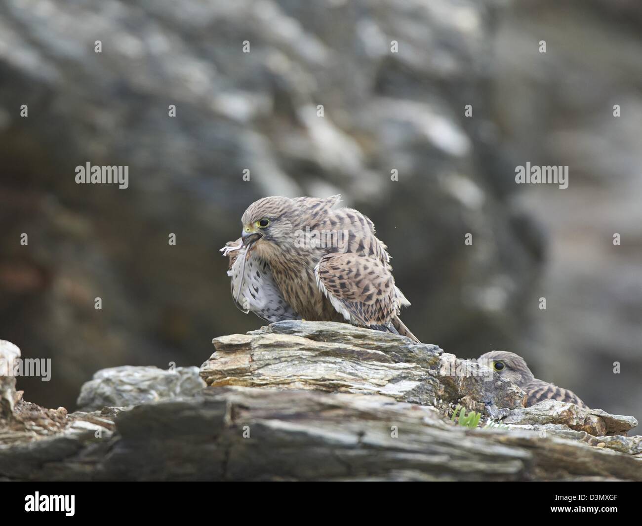 Rodent prey hi-res stock photography and images - Alamy
