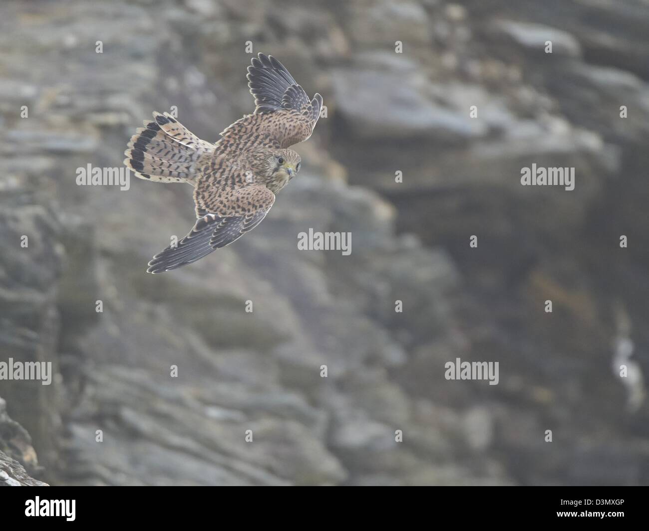 Kestrel in flight Stock Photo - Alamy