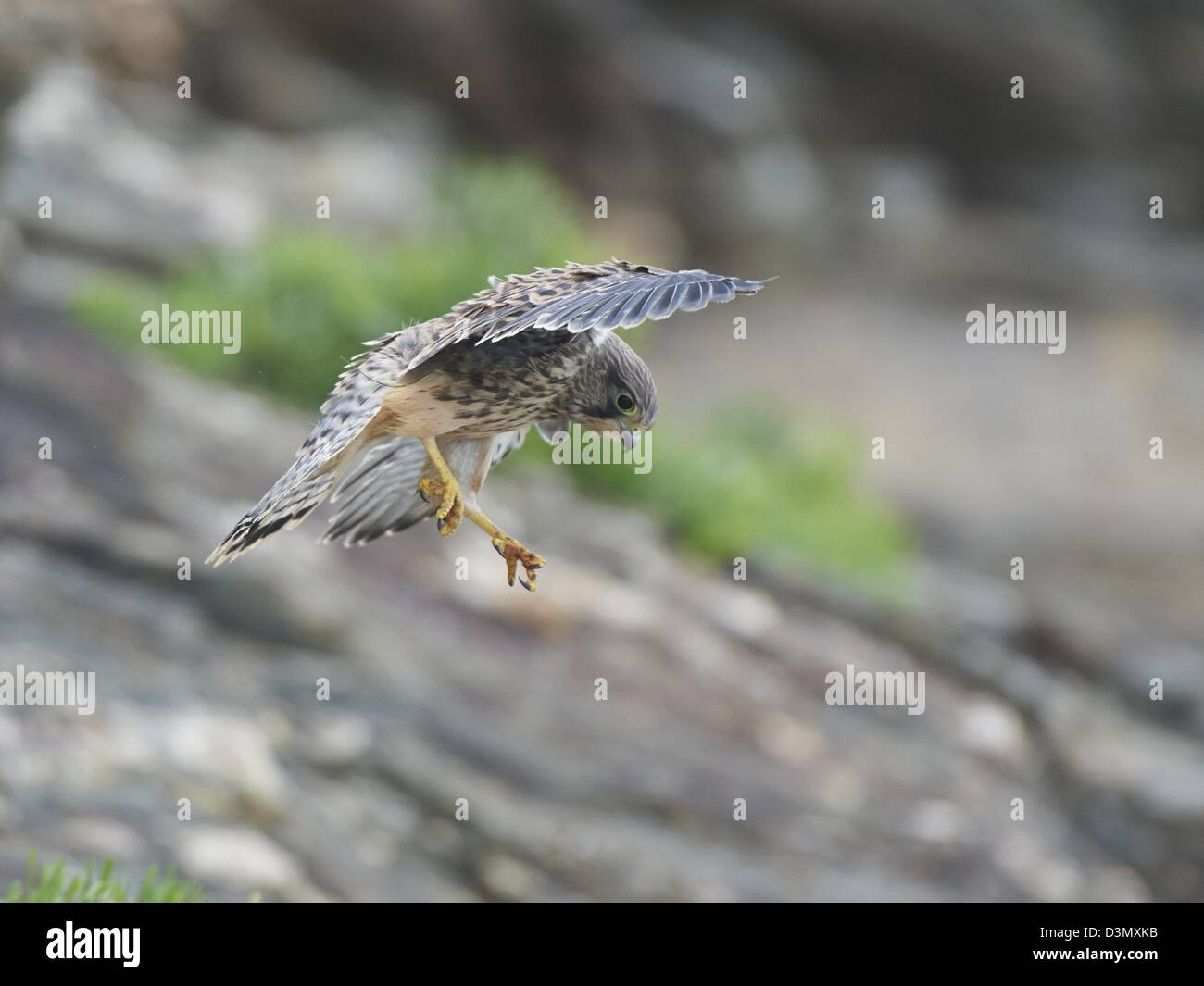 Kestrel in flight Stock Photo - Alamy