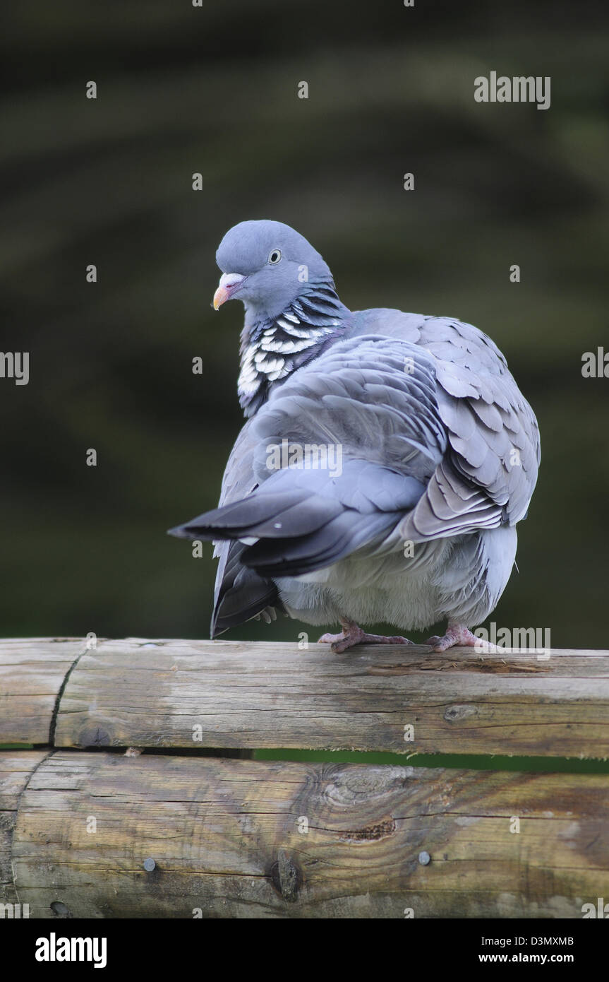 A woodpigeon on a log Stock Photo - Alamy