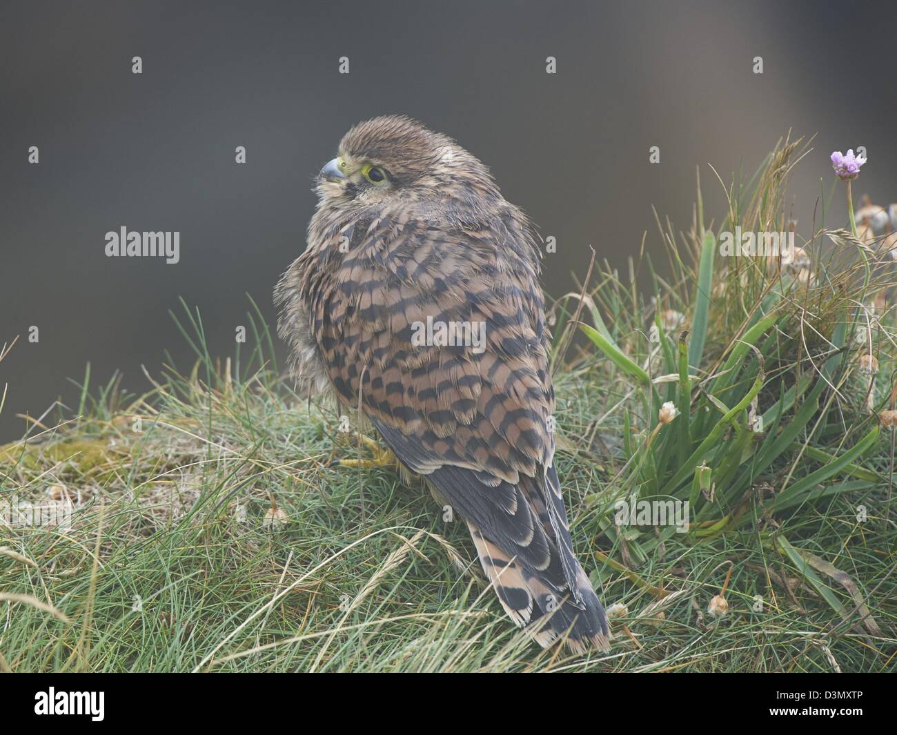 Kestrel sitting on cliff edge Stock Photo - Alamy