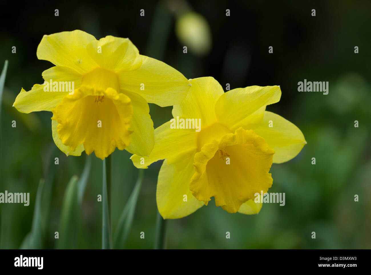 Golden daffodils hi-res stock photography and images - Alamy