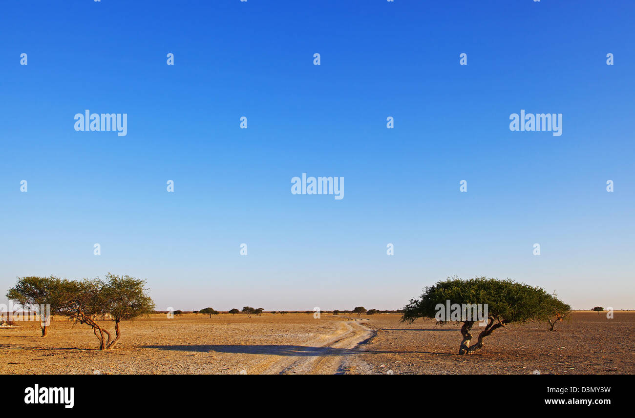 Botsuana central kalahari hi-res stock photography and images - Alamy