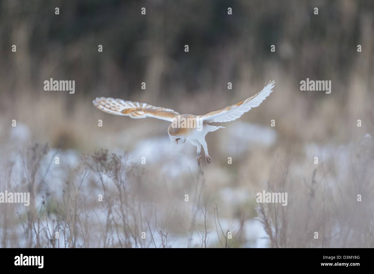 Hunting Barn Owl over snow covered pasture Stock Photo - Alamy