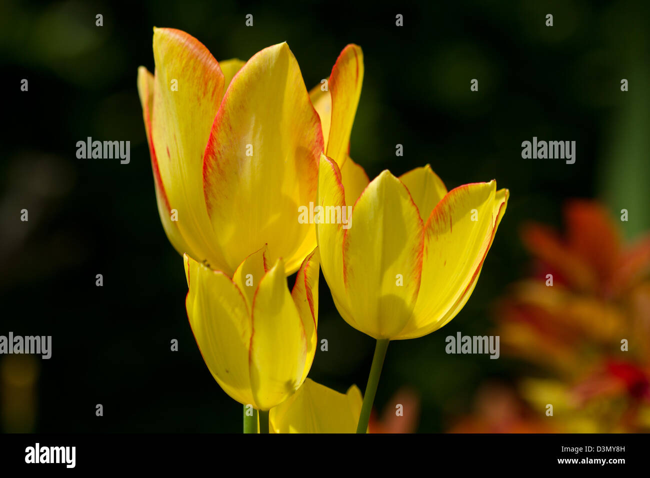 Yellow Tulip flowers Stock Photo - Alamy