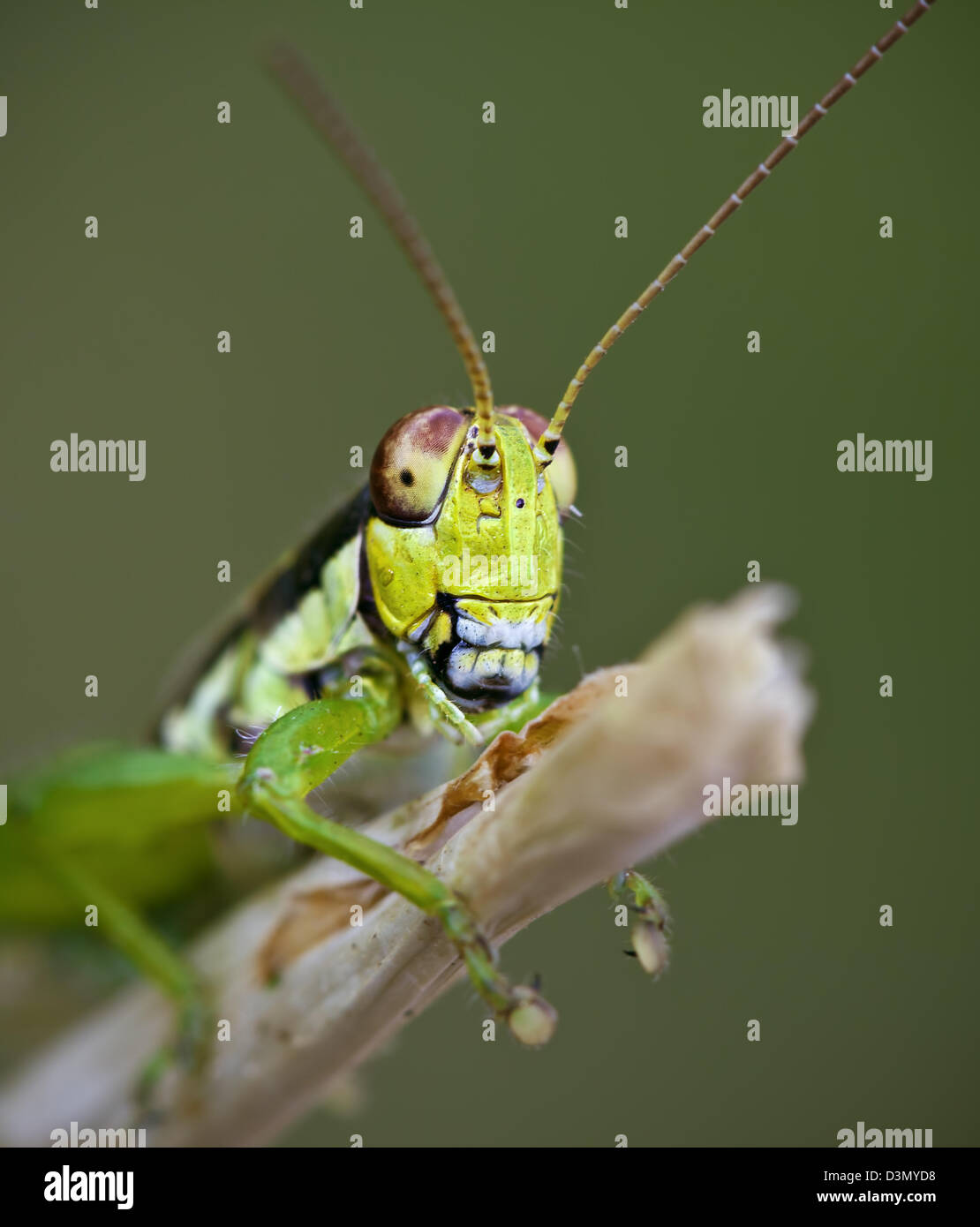 An extreme macro shot of a grasshopper showing off its teeth for the ...