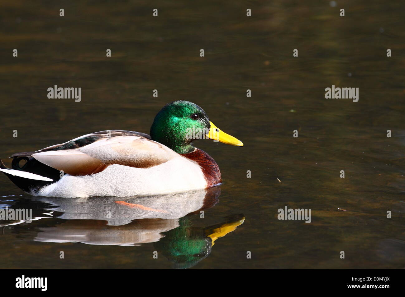 Drake duck with reflection Stock Photo - Alamy