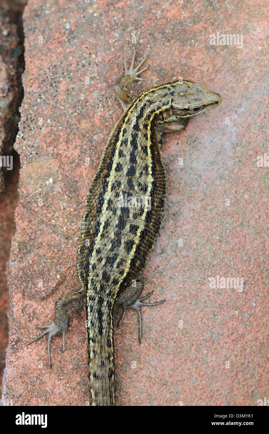 Common lizard hi-res stock photography and images - Alamy