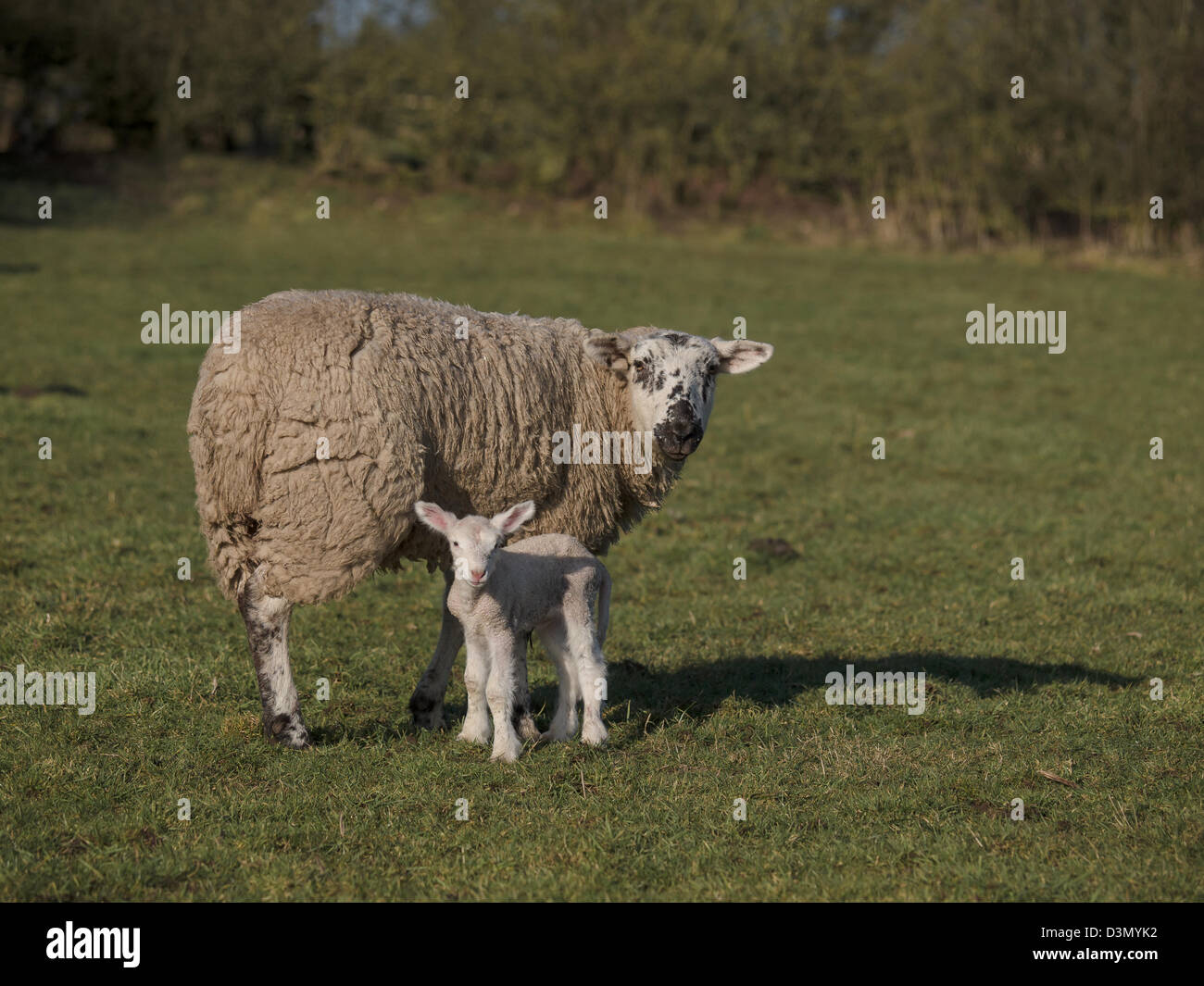 Baby lamb mother hi-res stock photography and images - Alamy