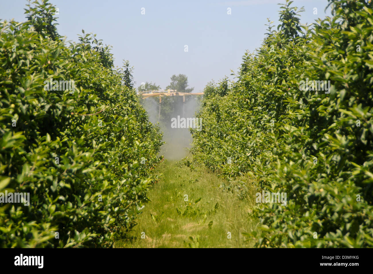 Tall spindle apple trees in orchard getting sprayed Stock Photo - Alamy