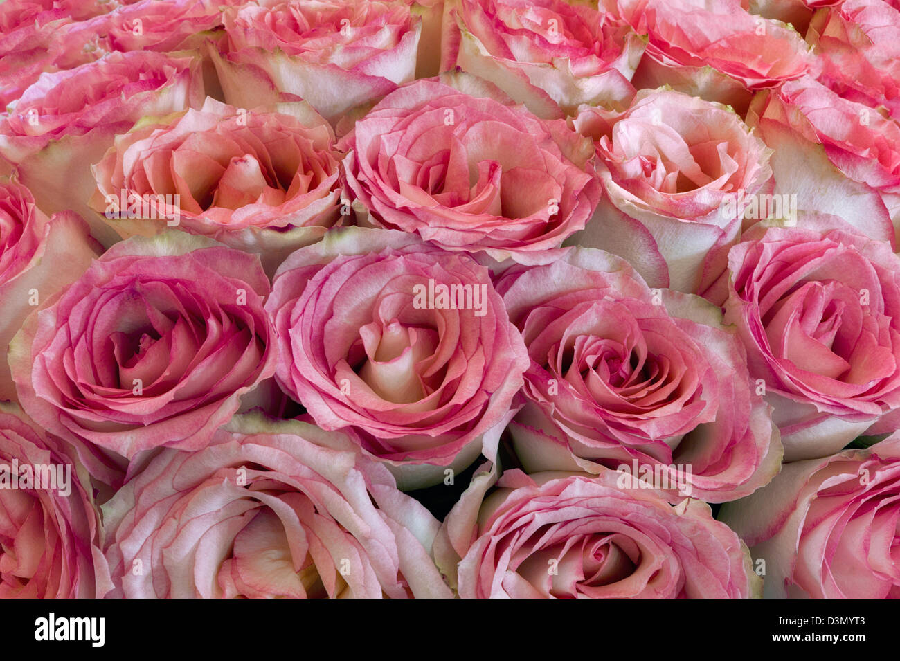 Botany roses hi-res stock photography and images - Alamy