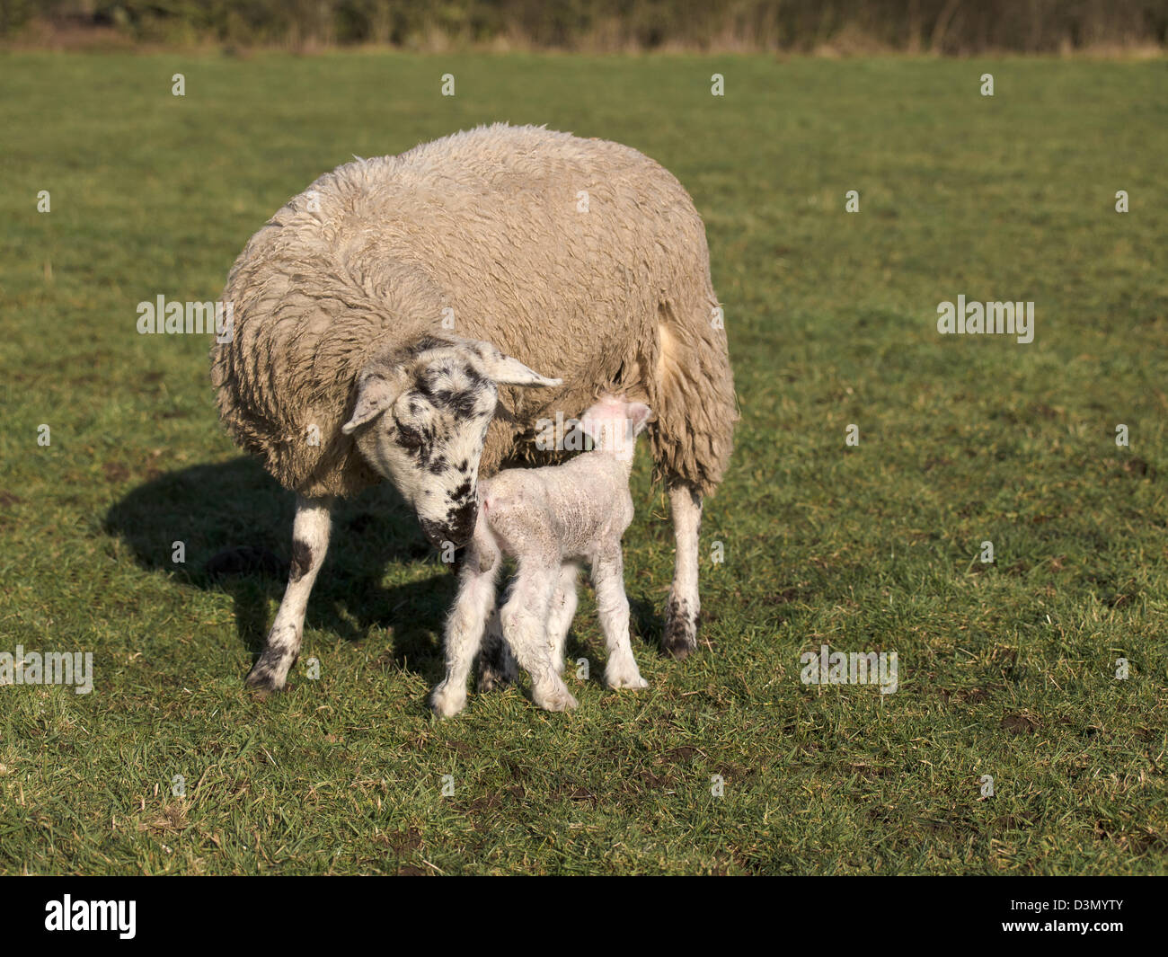 new born lamb suckling from mother Stock Photo - Alamy