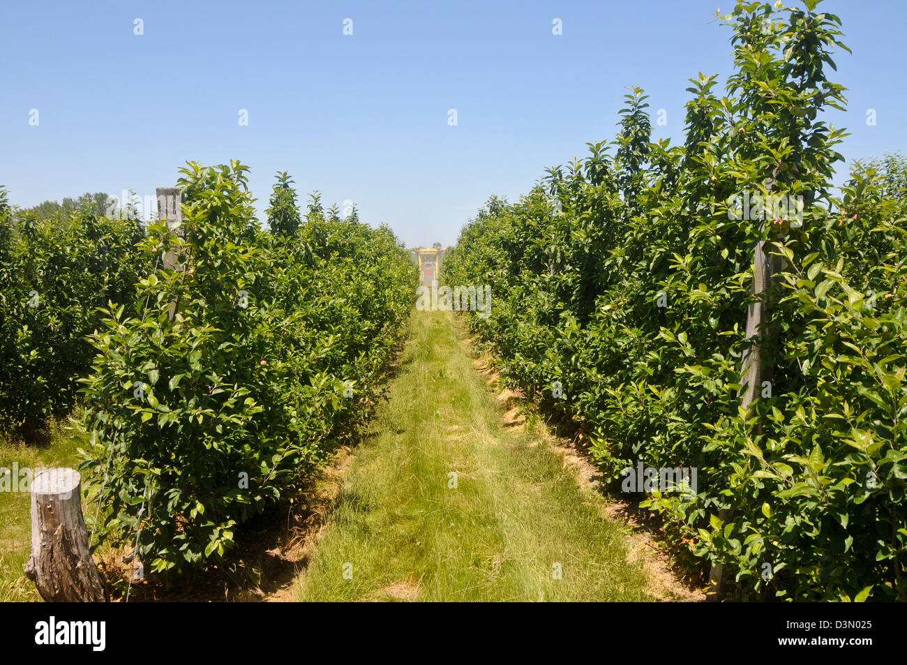 Tall spindle apple trees in orchard getting sprayed Stock Photo - Alamy
