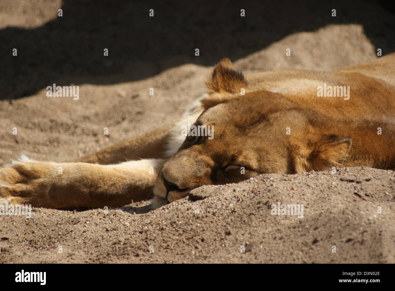 Lion sleeps hi-res stock photography and images - Alamy