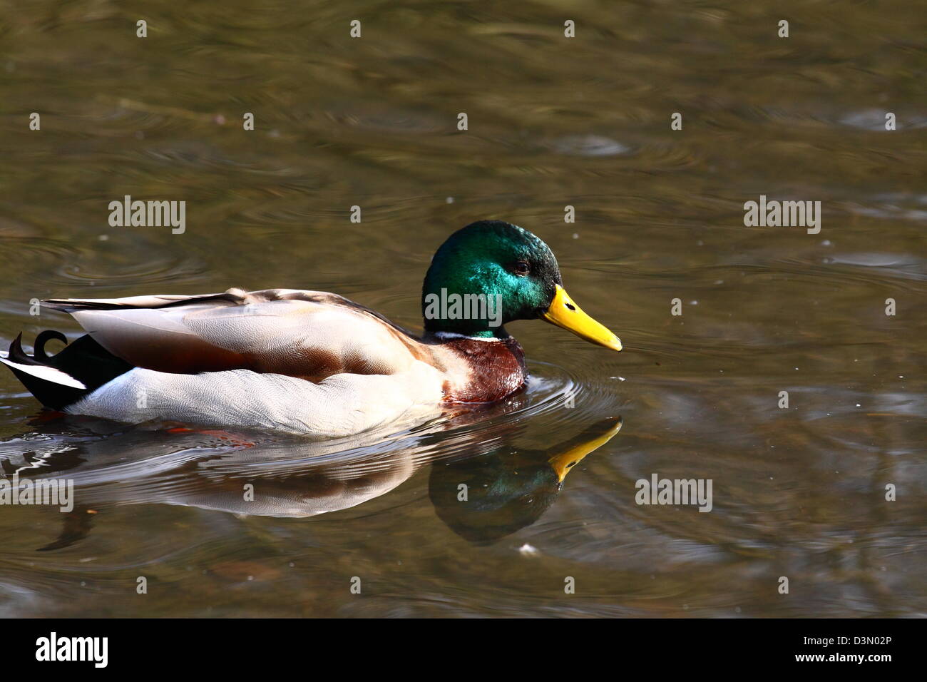 Drake duck with reflection Stock Photo - Alamy