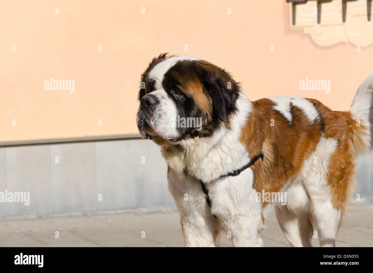 brown and white Saint Bernard dog Stock Photo - Alamy