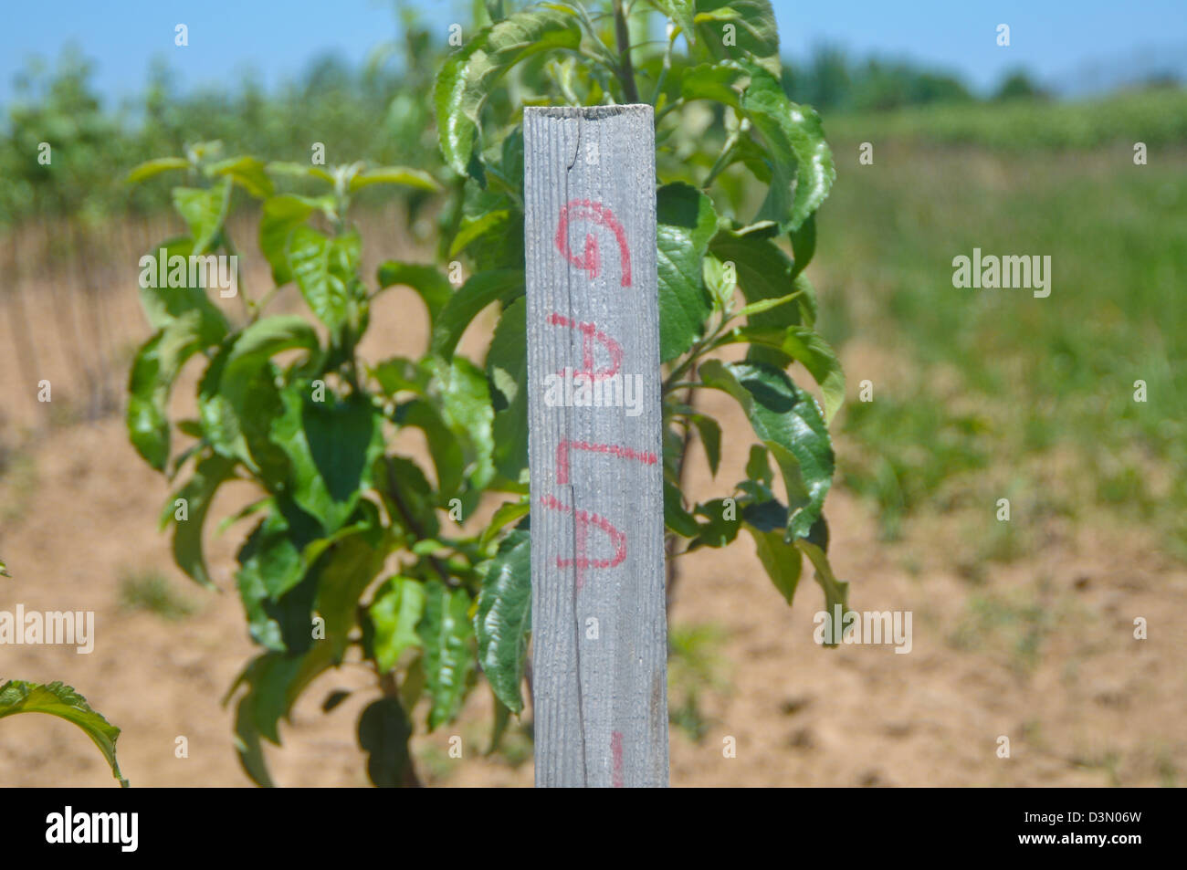 Gala tall spindle apple trees in nursery Stock Photo - Alamy