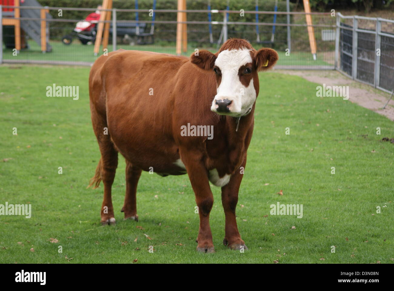 Play cow hi-res stock photography and images - Alamy